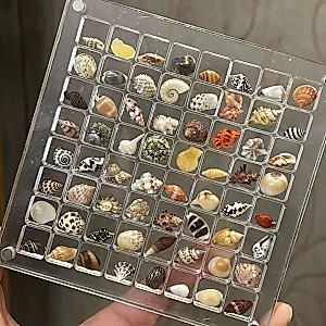 Magnetic Seashell Display Box, 64 Grids Seashell Storage Box, Clear Acrylic Magnetic Seashell Display Box - Decorative Storage Case for Seashells and Starfish.