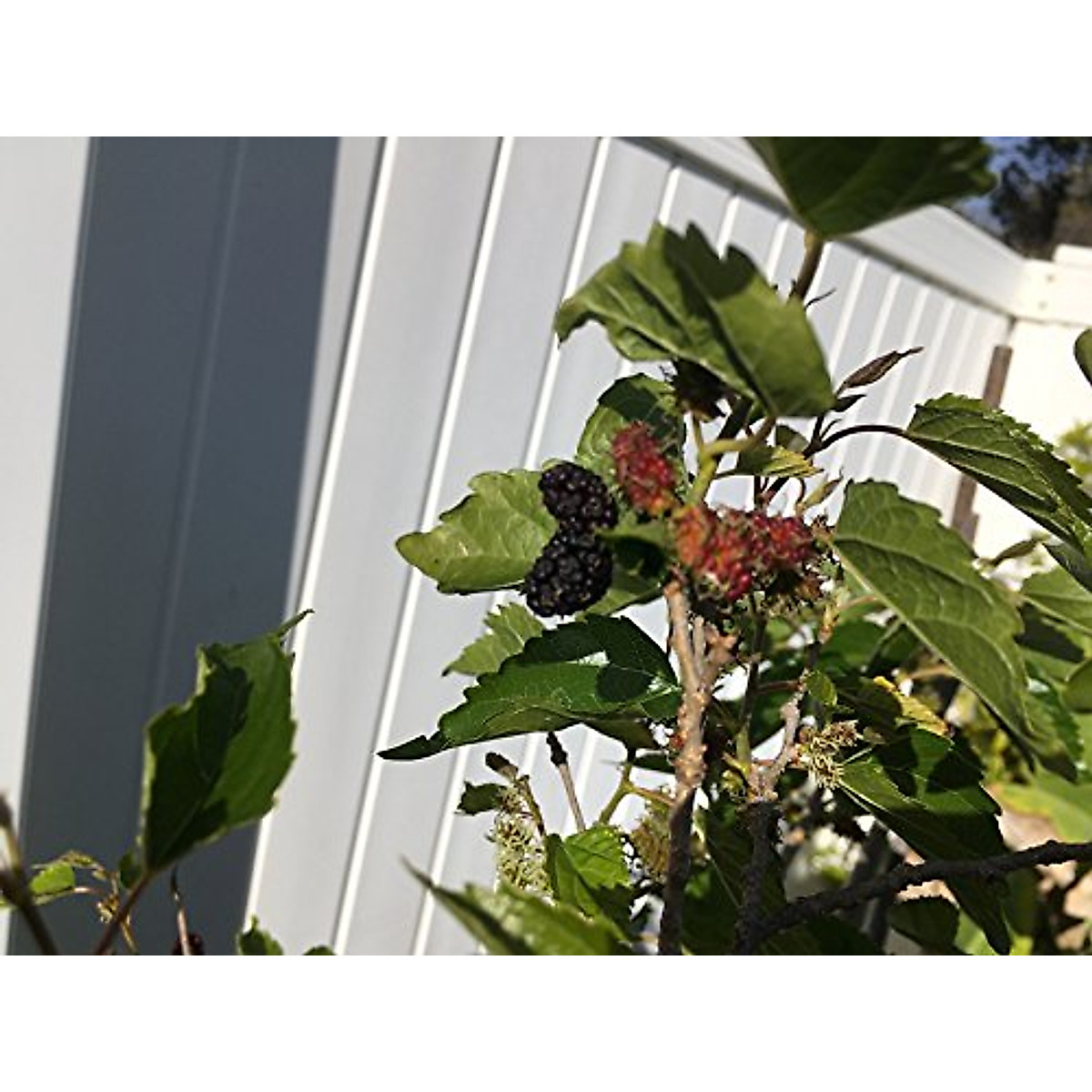 Dwarf Everbearing Mulberry Plant - Morus nigra - Live Plant