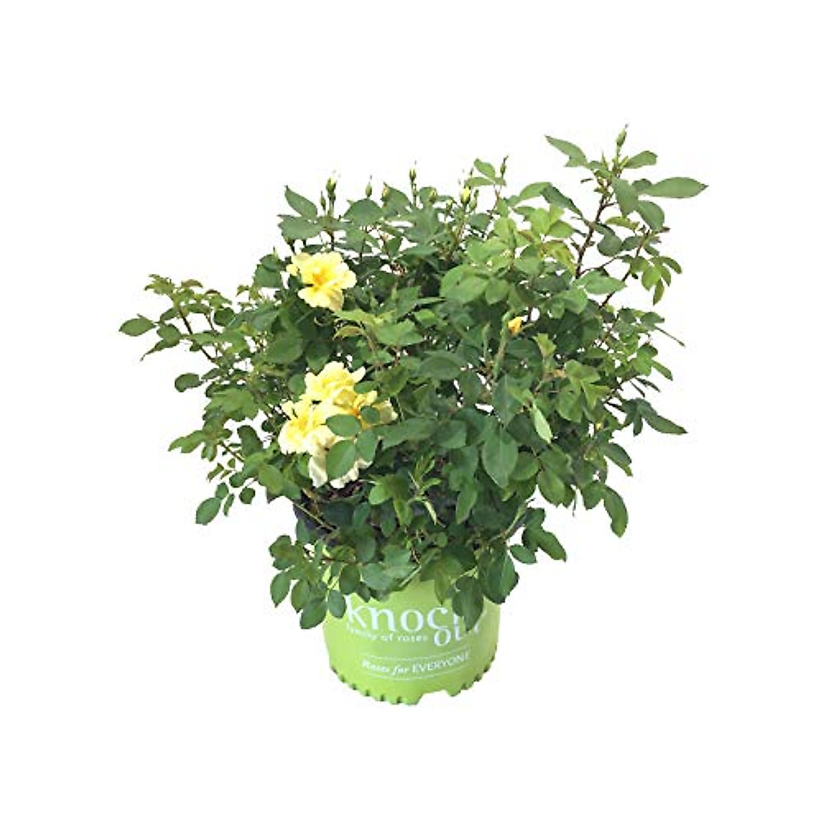 Star Roses Knockout Series 11892 Star Series Roses Knock Out, 3 Gallon, Sunny Knockout