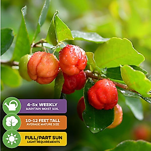 Barbados Cherry Live Plant (Acerola/Wild Crapemyrtle) - Malpighia emarginata - Wellspring Gardens Starter Plant - Healthy Live Plant - Compact Size Fresh Fruit, Ideal for Gardens & Containers