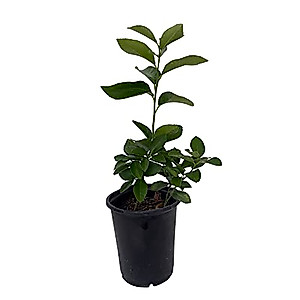Bearss Lemon Tree - Fruiting Size - 6" Pot - No Ship TX, FL, AZ, CA, LA, HI