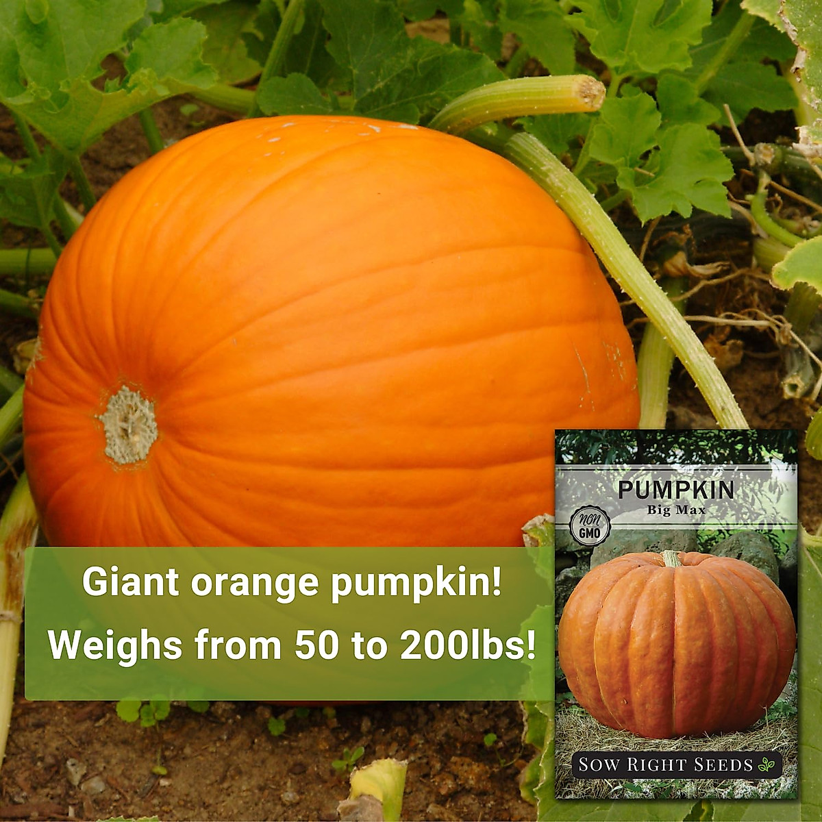 Sow Right Seeds - Big Max Pumpkin Seeds for Planting - Non-GMO Heirloom Packet with Instructions to Plant a Home Vegetable Garden - Decorative Autumn Variety for Carving - Giant Fast Growing (1)