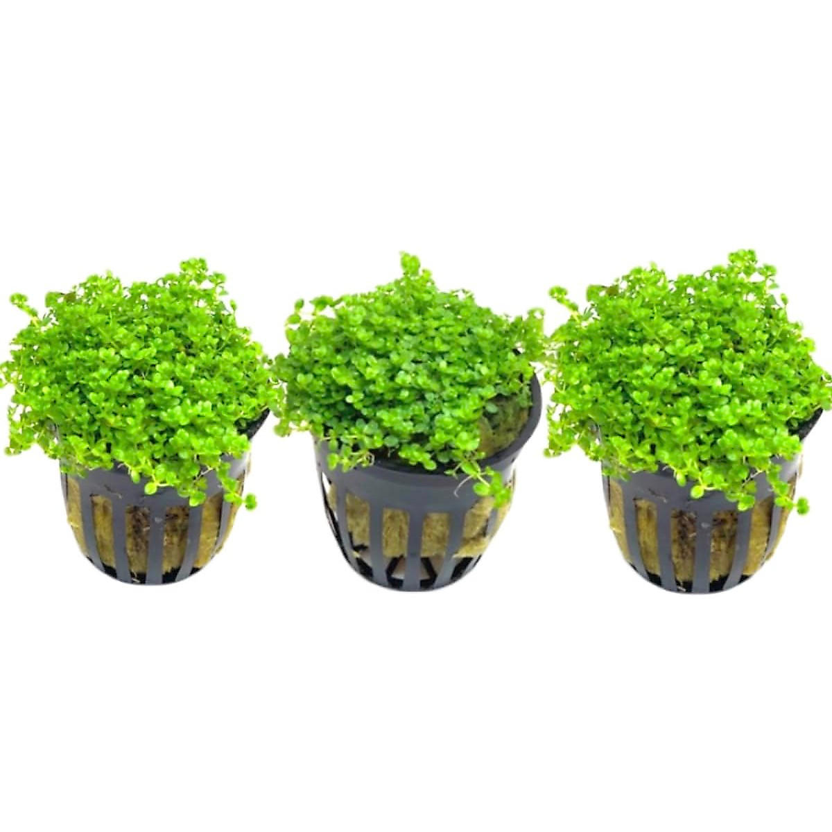 Marcus Fish Tanks - 3X Dwarf Baby Tears Hemianthus Callitrichoides Live Aquarium Plants