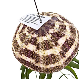 BubbleBlooms Large Tillandsia Jellyfish, Big Hanging air Plant with Seashell