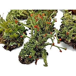 Tin Roof Treasure Live Lichen Assortment 4"x6" Bag for Terrariums and Fairy Gardens