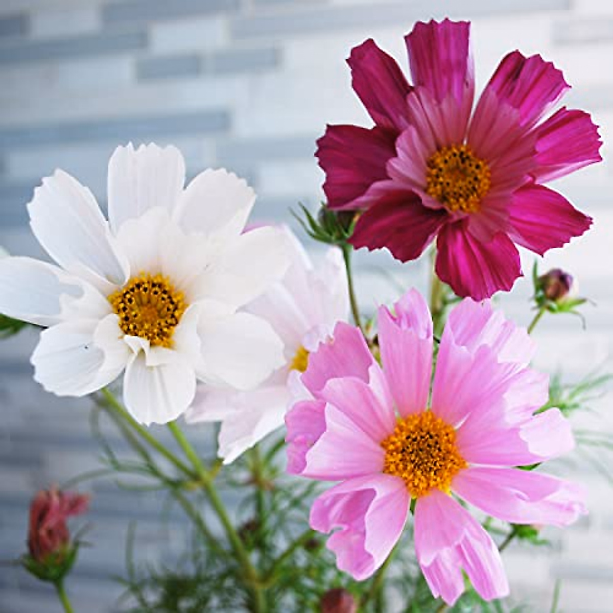 Outsidepride Cosmos Bipannutus Sea Shells Garden & Cut Flower Seed Mix - 250 Seeds