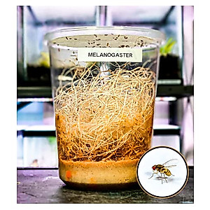 Creation Cultivated - Drosophila Melanogaster (Flightless Fruit Fly Culture 32oz Cup) / Live Insects for Jumping Spiders, Praying Mantis, Geckos, Lizards, Dart Frog Food