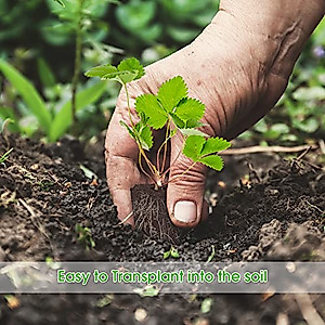 60 Pack Replacement Grow Sponges, Seed Pod Kit Seed Starter Pods Hydroponics Sponges Grow Sponges for Hydroponics Root Growth Sponges Refill Pods for Hydroponic Growing System Indoor Garden, Square