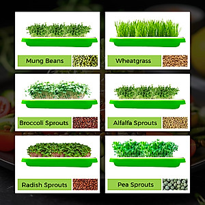 HomeGrowing Essentials Sprouting Tray with 40g Mung Bean Seeds, Sprouting Kit, BPA-Free Sprouting Trays for Sprouts and Microgreens, Wheatgrass or Cat Grass, Broccoli and Bean Sprouts Growing Kit