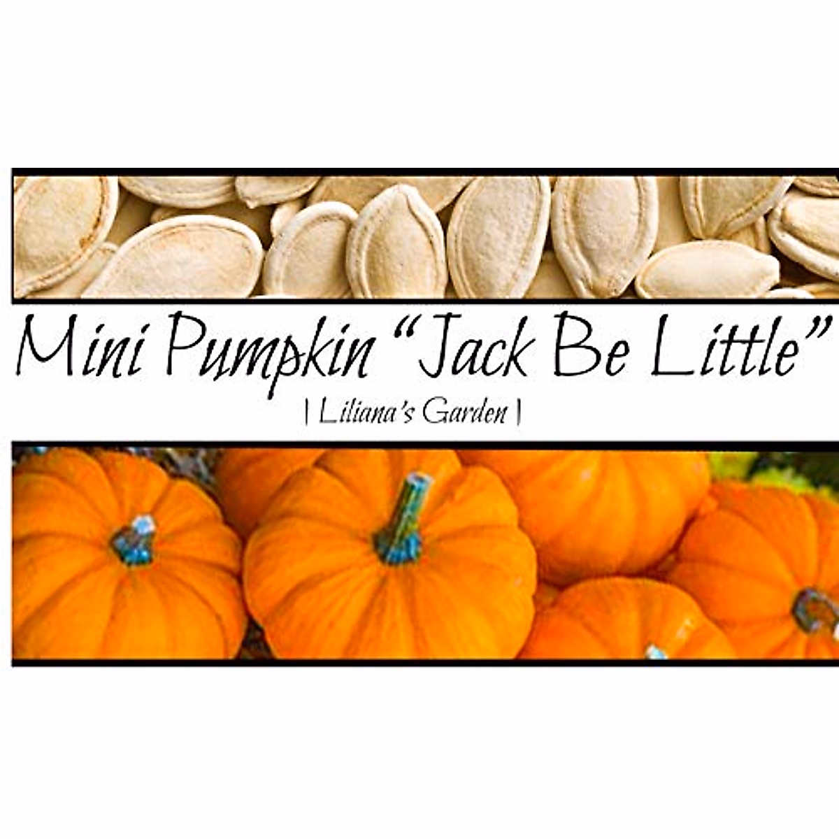 Mini Pumpkin Seeds - Jack Be Little - Prolific, Non-GMO Seeds - Growing Booklet Included - Liliana's Garden