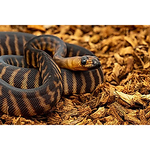 BabiChip Coconut Chip Substrate for Reptiles 12 Quart Loose Small Sized Coco Husk Chip Bedding for Ball Pythons, Other Snakes, Tortoises, Geckos, Frogs, or Lizard Terrarium Tanks