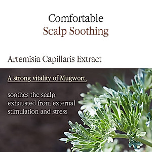 PYUNKANG YUL Herbal Hair Loos Control Shampoo - Fermented Black Tea containing rich Ingredients polypheonol, catechin - Hair Loss Treatments herbal Ingredients condensed Peptide, Biotin - 16.9 Fl. Oz