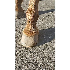 Big Mare Equine White Line Gel for Horse Hoofs | Treats White Line Hoof Disease