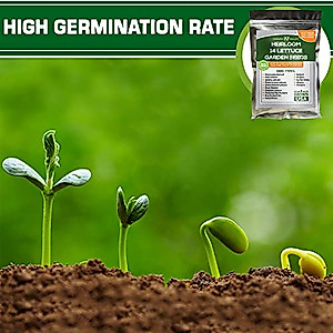 Lettuce & Salad Garden Seeds for Planting - 6400+ Non GMO USA Grown Vegetable Seeds for Home Growing - Heirloom Greens Seeds Good for Hydroponic, Indoor and Outdoor