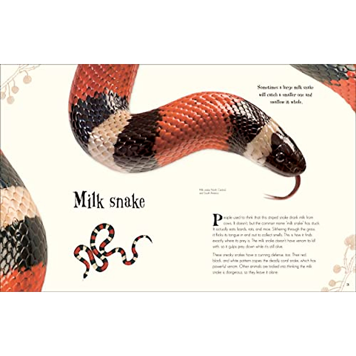 An Anthology of Intriguing Animals (DK Children's Anthologies)