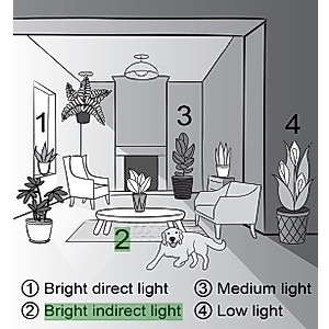 Thorsen's Greenhouse Live Green English Ivy Plant, Hedera Helix, Live Indoor Plant, 4" Diameter Pot