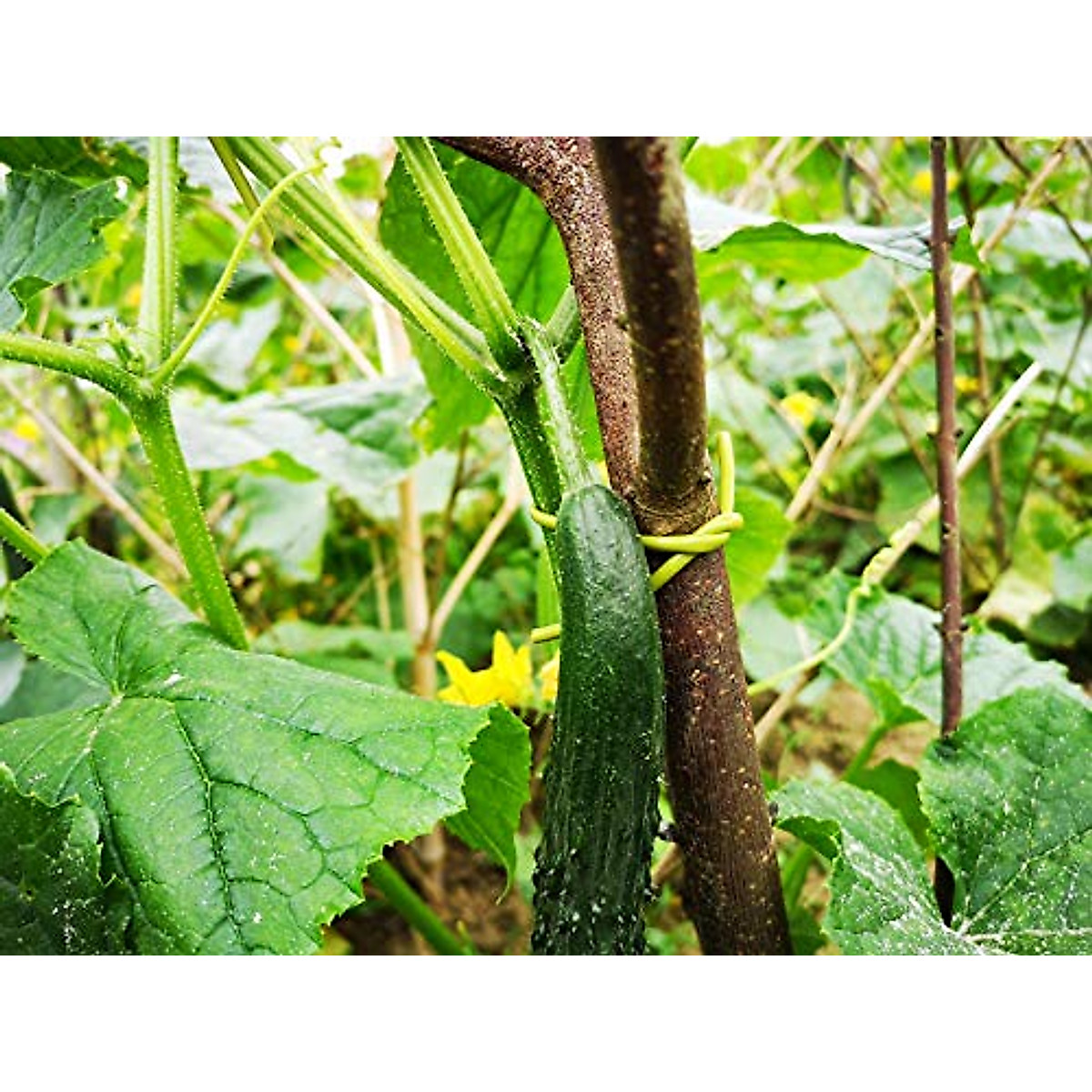 TIPU Soft Rubber Garden Twine, Reusable and Adjustable Plant Tie Without Wire Interior, Hollow Stretch Rubber Twine Expands with The Growth Plant/Fruit Tree, Green, 262 FT