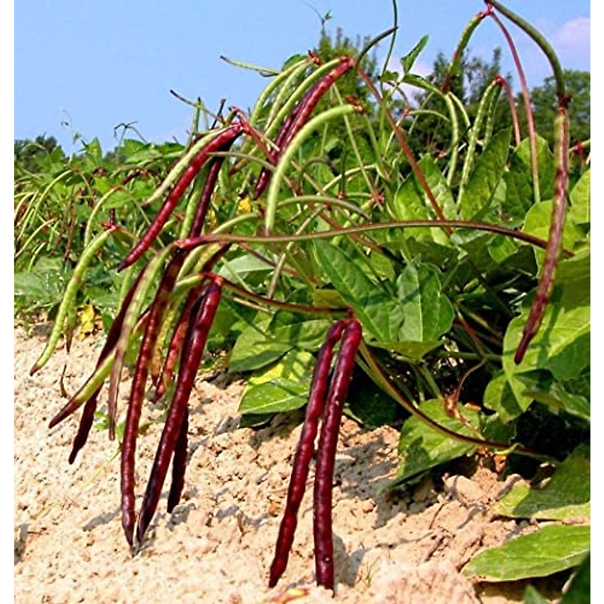 David's Garden Seeds Southern Pea (Cowpea) Pinkeye Purplehull FBA-0004 (Purple) 100 Non-GMO, Heirloom Seeds