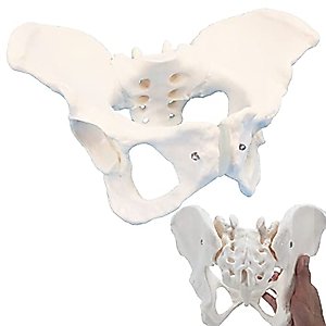Veipho Pelvis Model, Female Pelvis Model, Pelvic Model Female, Female Pelvis Anatomy Model, Life Size Anatomical Female Pelvis Model for Patient Science Education