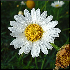 Seed Needs, Medicinal Herb Seed Packet Collection (5 Individual Varieties of Herb Seeds for Planting) Non-GMO & Untreated - Includes Peppermint, Lemon Balm, Hyssop and Roman & German Chamomile