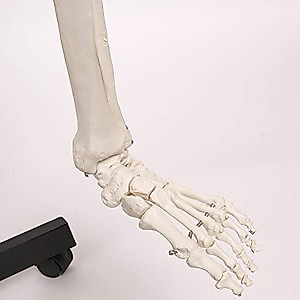 Axis Scientific Classic Human Skeleton with Study, Numbering Guide, and Hanging Stand