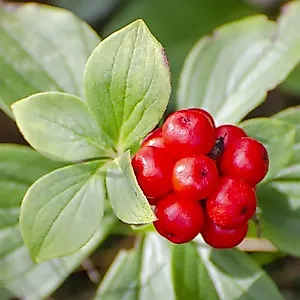 YEGAOL Garden 25Pcs American Ginseng Seeds Panax Quinquefolius Non-GMO Long-Lived Container Garden Plant