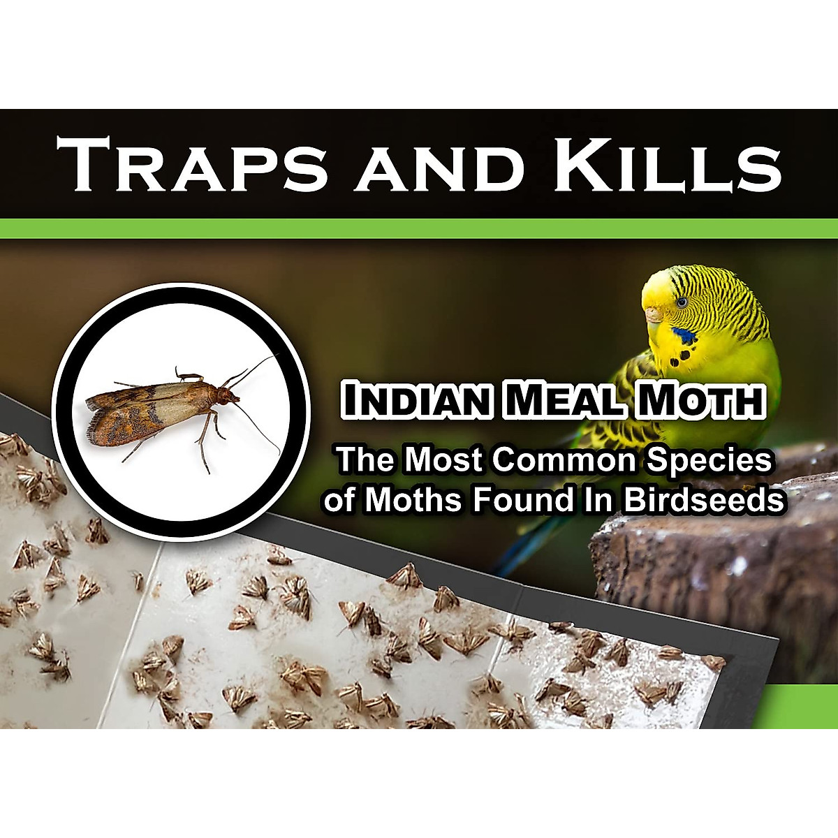 MaxGuard Birdseed Pantry Moth Traps (10 XL Pack) Extra Strength Pheromones | Non-Toxic Extra Large Sticky Glue Trap for Bird Seed Storage Areas | Attract, Trap and Kill Moths