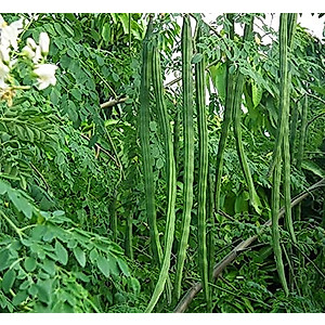 100+ Organic Moringa Seeds| Best for Planting & Gardening| High Yield Fully Matured Black Seeds|Semillas De Moringa| Antioxidant Rich Superfood - Mogo