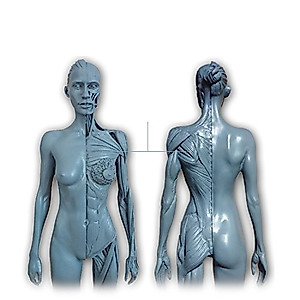 BONEW 27CM Height Female Anatomical Anatomy Skull Head Body Muscle Bone Model US Stock