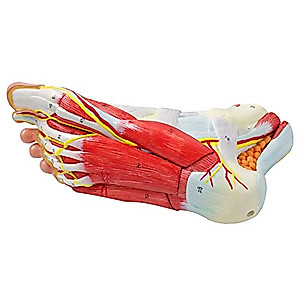 Generies Natural Large Foot Anatomical Model 9 Parts with 81 Digital Signs and Corresponding Text Descriptions,Icluding Bones, Muscles, Ligaments, Nerves, and Blood Vessels of The Human Foot