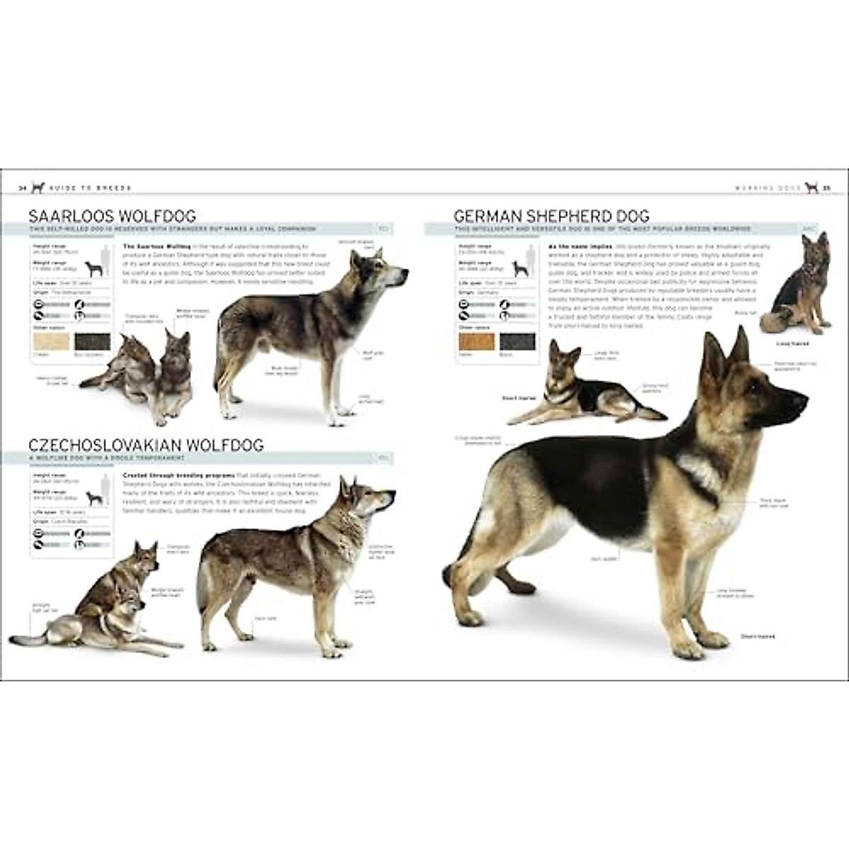 The Complete Dog Breed Book, New Edition (DK Definitive Pet Breed Guides)