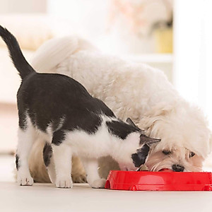 I Love My Pets Dog probiotics for Diarrhea - PET Digestive AID - Dogs and Cats - Best PROBIOTICS - lactobacillus acidophilus Dogs - 180 Treats (3 Bottle)