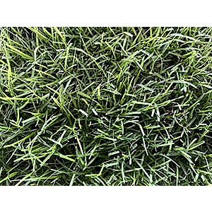 Bermuda Grass Plug Tray | EZ Plug 50 Grass Plugs Per Tray