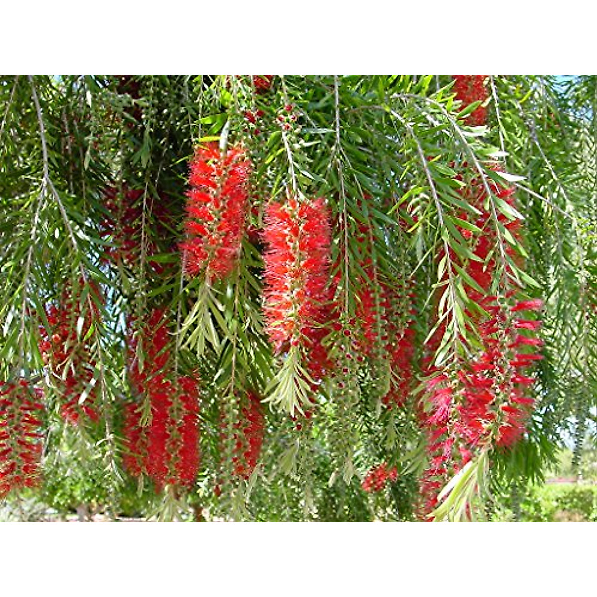 1138-Crimson Bottle Brush (Callistemon citrinus) Seeds by Robsrareandgiantseeds UPC0764425787570 Non-GMO,Organic,USA Grower,Herb,Bonsai,1138 Package of 25 Seeds