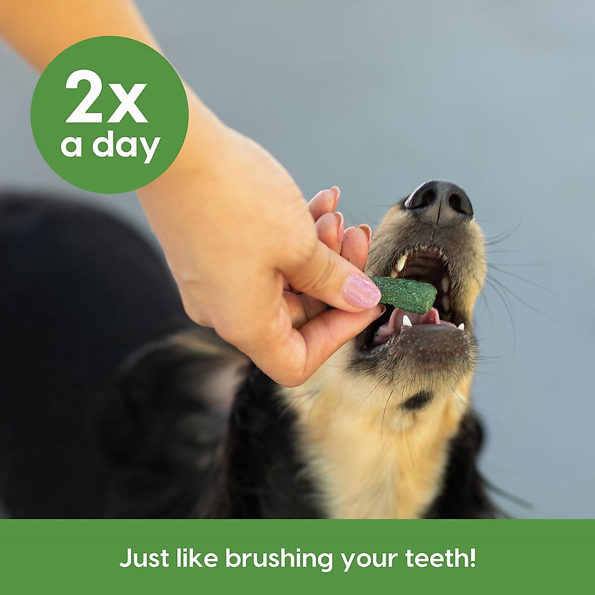 ARK NATURALS Brushless Toothpaste for Sensitive Gums, Dog Dental Chews for Small Breeds, Vet Recommended for Plaque, Bacteria & Tartar Control, Green, Mint, 4 Oz