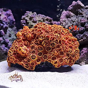 Danmu 1Pc of Polyresin Coral Ornaments, Aquarium Coral Decor for Fish Tank Aquarium Decoration 5.11" x 3.93" x 2.75"