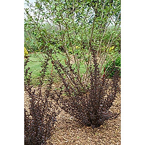 Proven Winners PHYPRC1067800 Summer Wine Black Live Shrub 4.5" Quart White