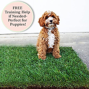 DoggieLawn XL - Real Grass Disposable Pet Potty - 48 x 24 Inches with Plastic Tray - Potty Training Pad for Dogs