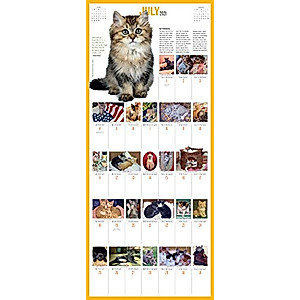 365 Kittens-A-Year Picture-A-Day Wall Calendar 2021