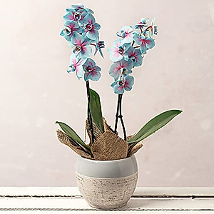 QAUZUY GARDEN Fresh Seeds 25 Blue & Pink Orchids Flowers Seeds Eye-catching Flower for Home Bonsai Garden Decor Easy to Grow Indoor & Outdoor