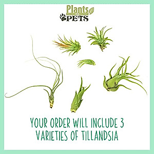 Air Plant Low Light House Plants Box (3PK) Tillandsia Air Plants Live Houseplants Live Indoor Plants Live Succulents Plants Live Terrarium Plants Live, Air Plant Holder Airplant Kit by Plants for Pets