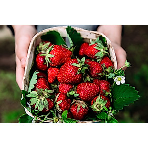 Albion Everbearing Strawberry Bare Roots Plants, 25 per Pack, Hardy Plants Non GMO…