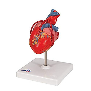 3B Scientific G05 Classic Heart w/ Bypass 2-part - 3B Smart Anatomy