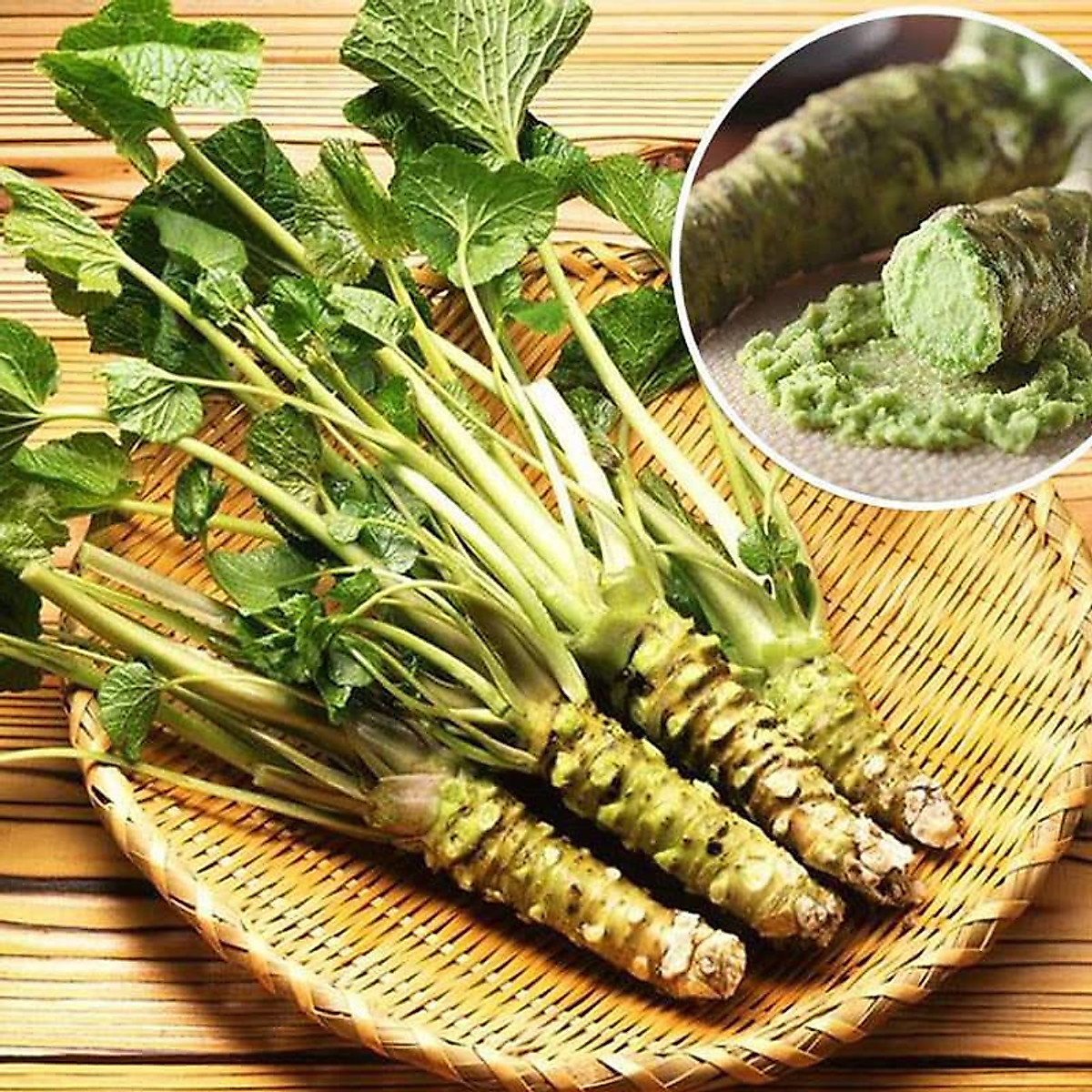 10Gram(800pcs) Seeds Japanese Horseradish Wasabi Seeds ワサビ, わさび, or 山葵 Vegetable Seeds Bonsai Plant DIY Home Garden and Yards Plants High Germination