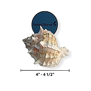 NessaStores - Pink Murex Phyllonotus erythrostomu Hermit Crab Sea Shell 4" - 4 1/2" #JC-042 (2 pcs)