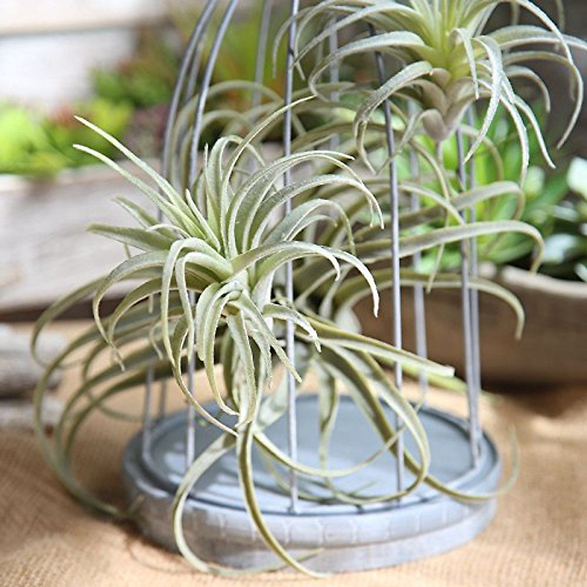 Artificial Air Plants Faux Succulents Plants Unpotted Small Tillandsia Look Real in Flocked Green Premium Crafting DIY Floral Decor for Home Garden Office Party, 3 pcs