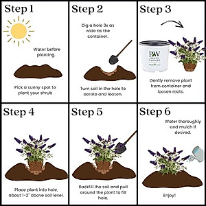 Proven Winner Pugster Buddleia, True-Blue Flowers, 2 Gal. (Pugster Blue)