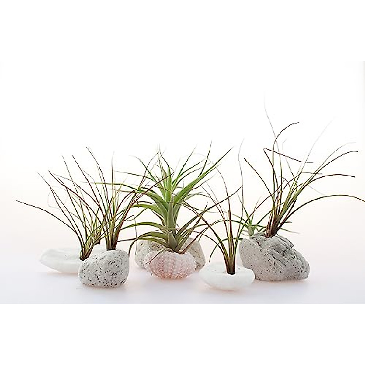 Tillandsia Air Plants Live Indoor Plants (6PK), Airplants Variety Live Plant Kit, Tropical Plants Live Houseplants, Air Plant Live Succulents Plants Live Plants Indoor House Plants by Plants for Pets