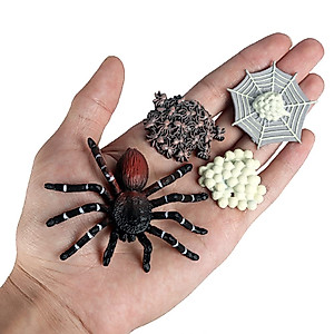 20 PCS Life Cycle Figurines of Butterfly Spider Bee Ladybug Dragonfly, Plastic Insect Bug Figures Toy Kit, Early Education Growth Stage Model Biology Science Toys School Project for Kids Toddlers