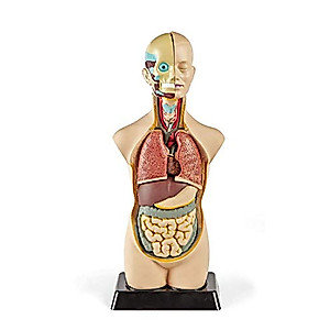 hand2mind 19 Inch Tabletop Human Torso Model, Anatomically Accurate Kit, 10 Removable Human Organs, Anatomy Model for Kids, Human Anatomy Torso Model, Science School Supplies, Trachea Model